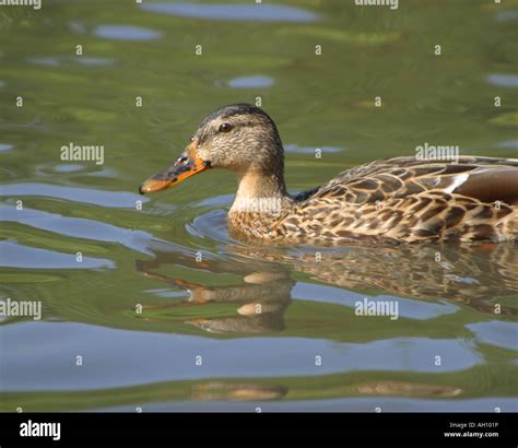 Mallard Anas Platyrhynchos Platyrhynchos Stock Photo Alamy