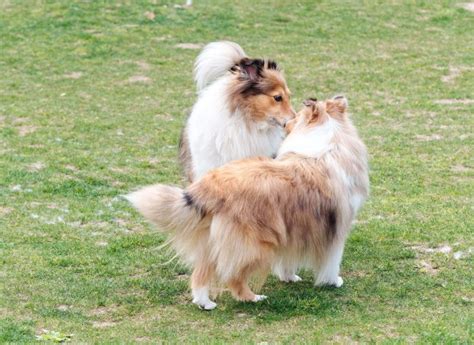 Dog Mating Behavior Infographic Tractive