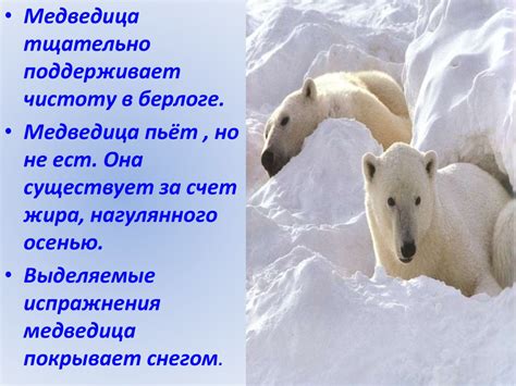 Международный день полярного медведя презентация онлайн