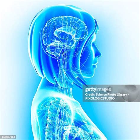 Eeg Wave High Res Illustrations Getty Images