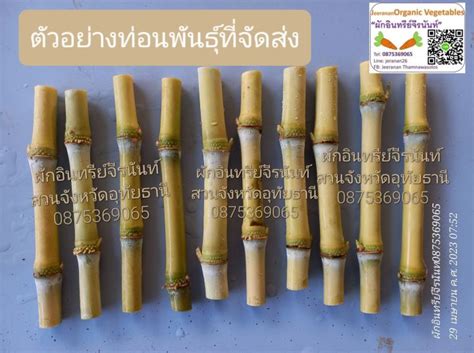 ท่อนพันธุ์อ้อยไข่ 10 ท่อน 20 ข้อตา ราคา 270 บาท บ่มท่อนพันธุ์ให้