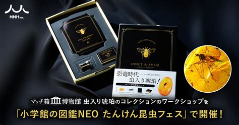 マッチ箱博物館のワークショップで虫入り琥珀を観察！小学館の図鑑neo たんけん昆虫フェスで開催 Gamepress Ai ゲームプレス