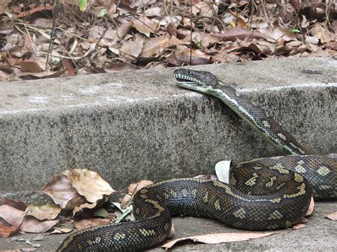 COASTAL CARPET PYTHON Wildlife Mountain Australia