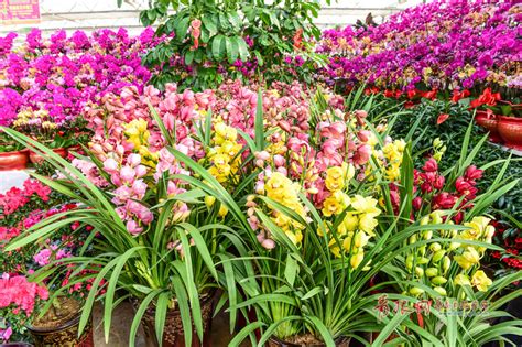 百花齐斗艳 枯桃花卉交易中心迎来销售旺季