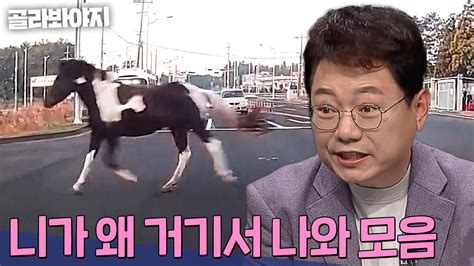 말🐎이 왜 거기서 나와 도로 위 황당 출몰 모음 90분 한블리한문철의 블랙박스 리뷰 Jtbc231107 방송 외