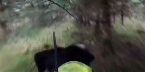 Vidéo Comment se passe une chasse aux sangliers du côté du chien
