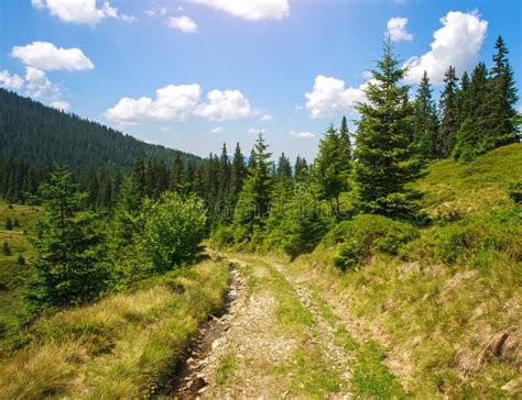 Camino Del Rastro De Montaña En Bosque Del Pino En El Fondo Del Cielo