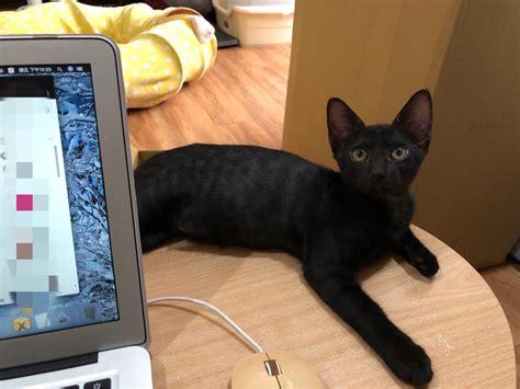 認養新北 人人好的幼貓希望有人疼 看板 Cat 批踢踢實業坊