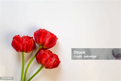 흰색 배경에 고립 된 붉은 꽃의 꽃다발 세 개의 빨간 모란 튤립 꽃 선물 컨셉입니다 성 발렌타인 데이와 어머니의 날의 개념
