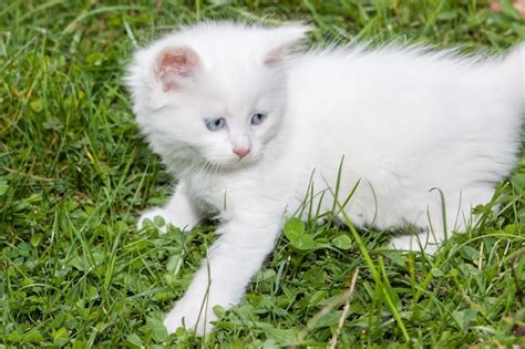 Premium Photo Cute Fluffy White Kitten Playing On Grass