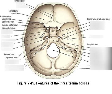 Osteo Week 3 Endocranium Features And Foramina Diagram Quizlet