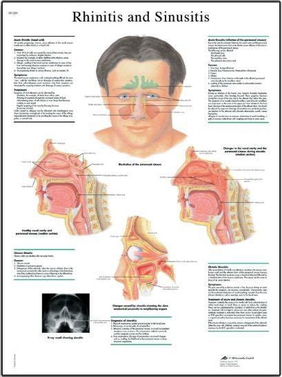 Global Pharma Products Plansze Anatomiczne 3D