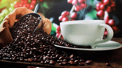 En 40 Disminuyen Exportaciones De Café En El Primer Mes De Cosecha
