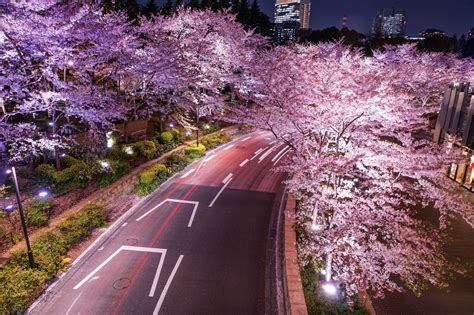 16 Best Places To See Cherry Blossoms In Tokyo Japan Web Magazine