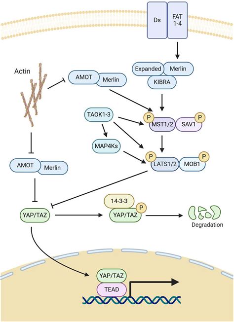 Yap1 And Its Fusion Proteins In Cancer Initiation Progression And