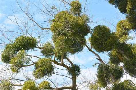 Will Roundup Kill Mistletoe