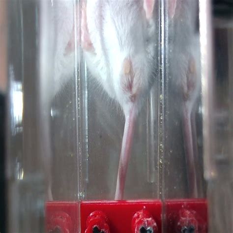 Mencit Putih Baru Object Detection Model By Telkom University