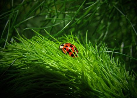 Más De 10 000 Imágenes Gratis De Miraculous Ladybug Y Mariquita Pixabay