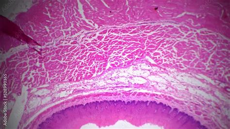 Stratified Squamous Epithelium In Section Filmed By Microscope 100x