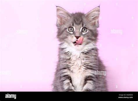 American Longhair Maine Coon Tabby Kitten 8 Weeks Old Sitting While