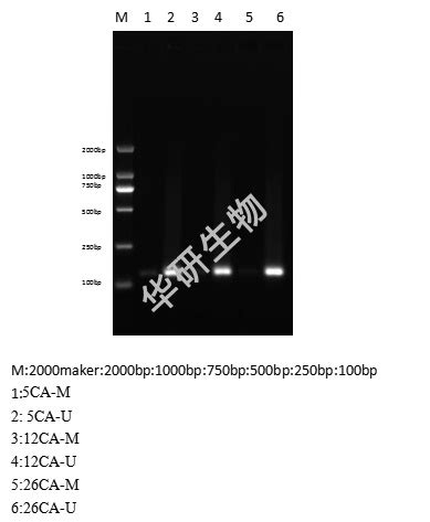 Dna