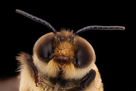 Honey Bee Drone Face R Bees