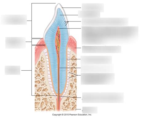 Bio 269 Lab 15 Teeth Diagram Quizlet