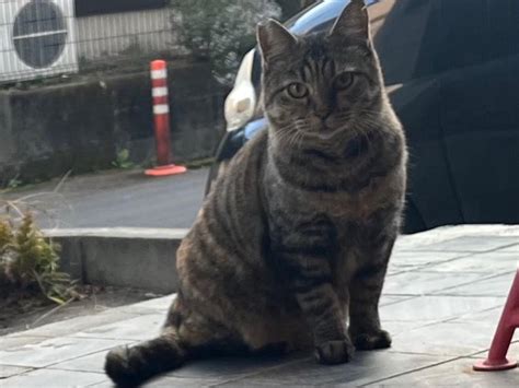 毎日のように訪れるようになりました。