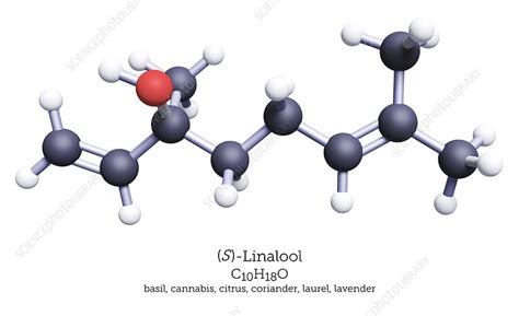 Linalool Terpenoid Molecular Model Stock Image C0404273 Science
