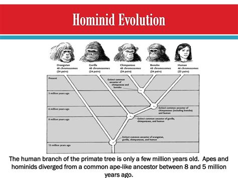 Ppt Hominid Evolution And Classification Powerpoint Presentation Id