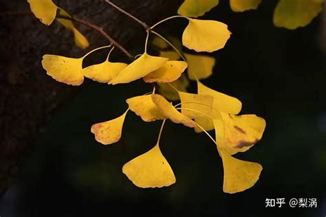 九月第一条朋友圈文案 知乎
