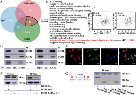 Ddr1 Promotes Metastasis Of Cervical Cancer And Downstream