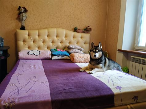 Guarding The Bed Rdogpictures