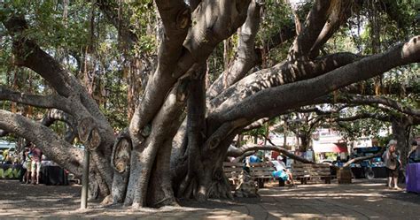 150 Year Old Banyan Tree Inspiring Hope In Hawaii Florists Review