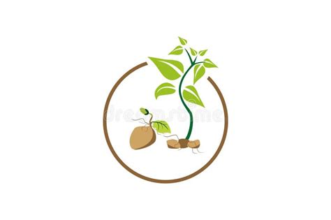 Potato Seed Design Vector Stock Vector Illustration Of Nature 134087457