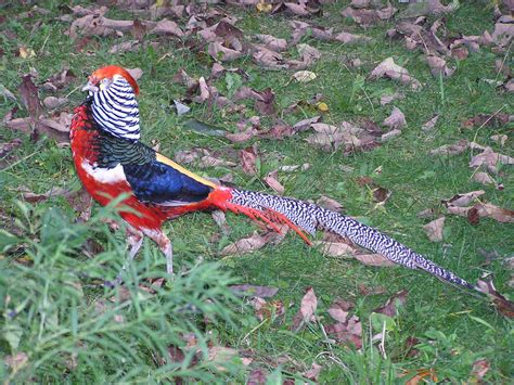 Phoenix Pheasant By Woodduckprime On Deviantart