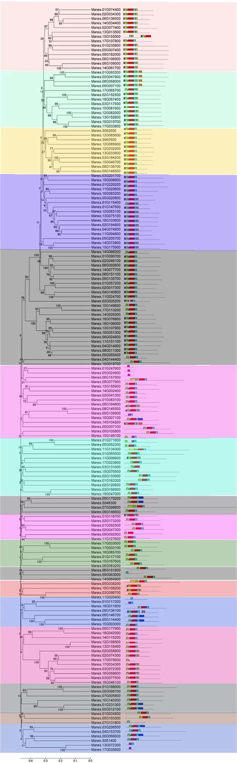 Phylogenetic Relationships And Motif Compositions Of 166 R2r3 Myb