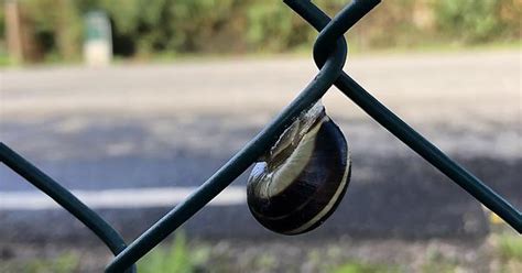 Snails For Imgur Album On Imgur
