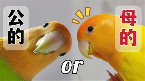 Sun Youtube
