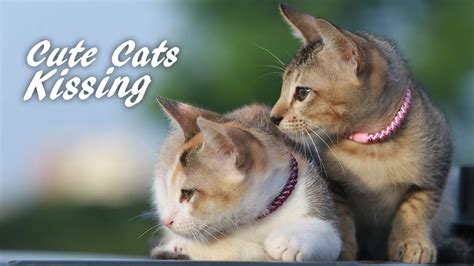 Cats Kissing Moments Cats Kissing Each Other Cats Make Love So Cute