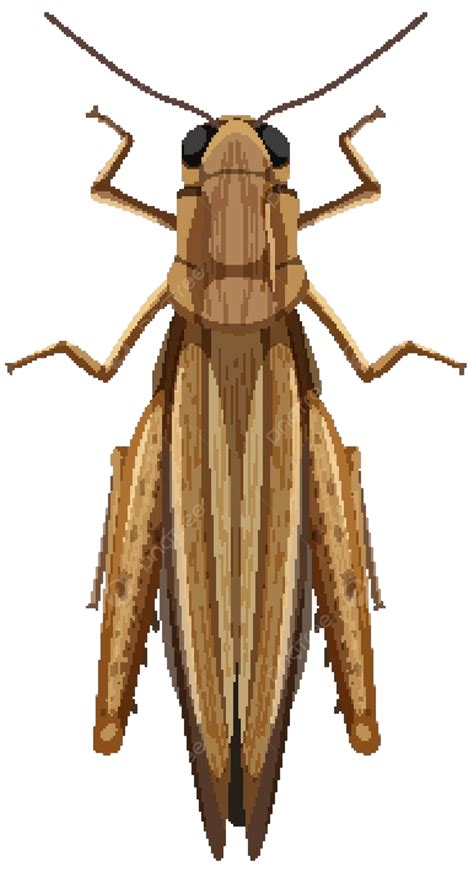 Grasshopper On White Background Science Clip Art Educational Vector