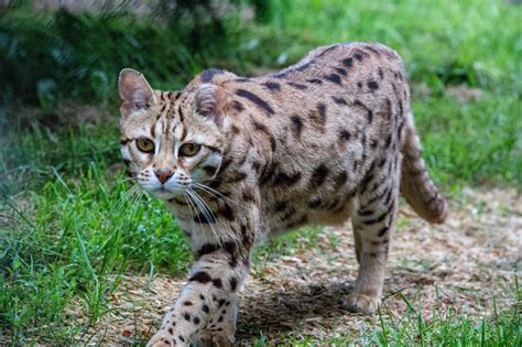 Kasha In Memory The Wildcat Sanctuary