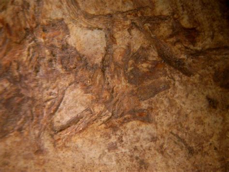Ordosemys Turtle Fossil