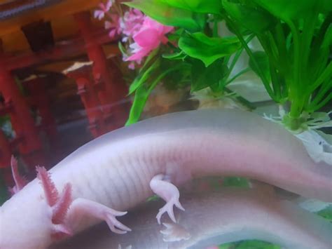 Help Axolotl Sex R Axolotls