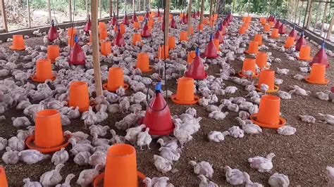 Dereemih Oderinde On Linkedin Broiler Livestock Poultry Agriculture Agribusiness