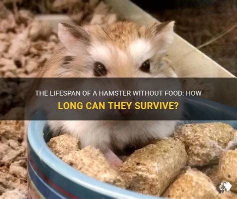 The Lifespan Of A Hamster Without Food How Long Can They Survive