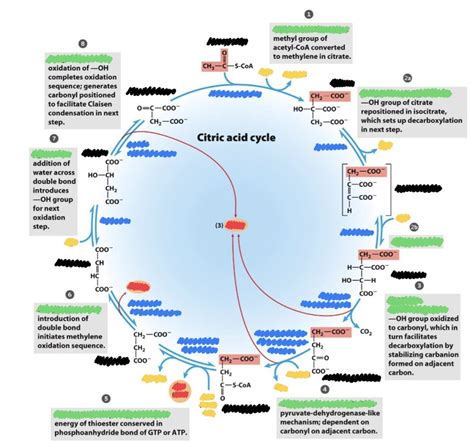 Citric Acid Cycle Diagram Quizlet