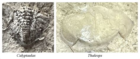 Minnesota Fossils Fossil Id The Fossil Forum