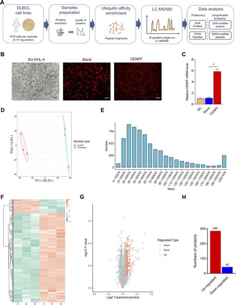 Su Dhl 4 Dlbcl Cell Line ATCC Bioz