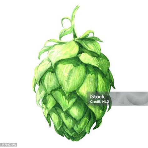 신선한 녹색 홉 맥주 생산 양조장 클로즈업 격리 식물 흰색에 손으로 그린 수채화 그림 홉에 대한 스톡 벡터 아트 및 기타 이미지 홉 일러스트레이션 흰색 배경 Istock